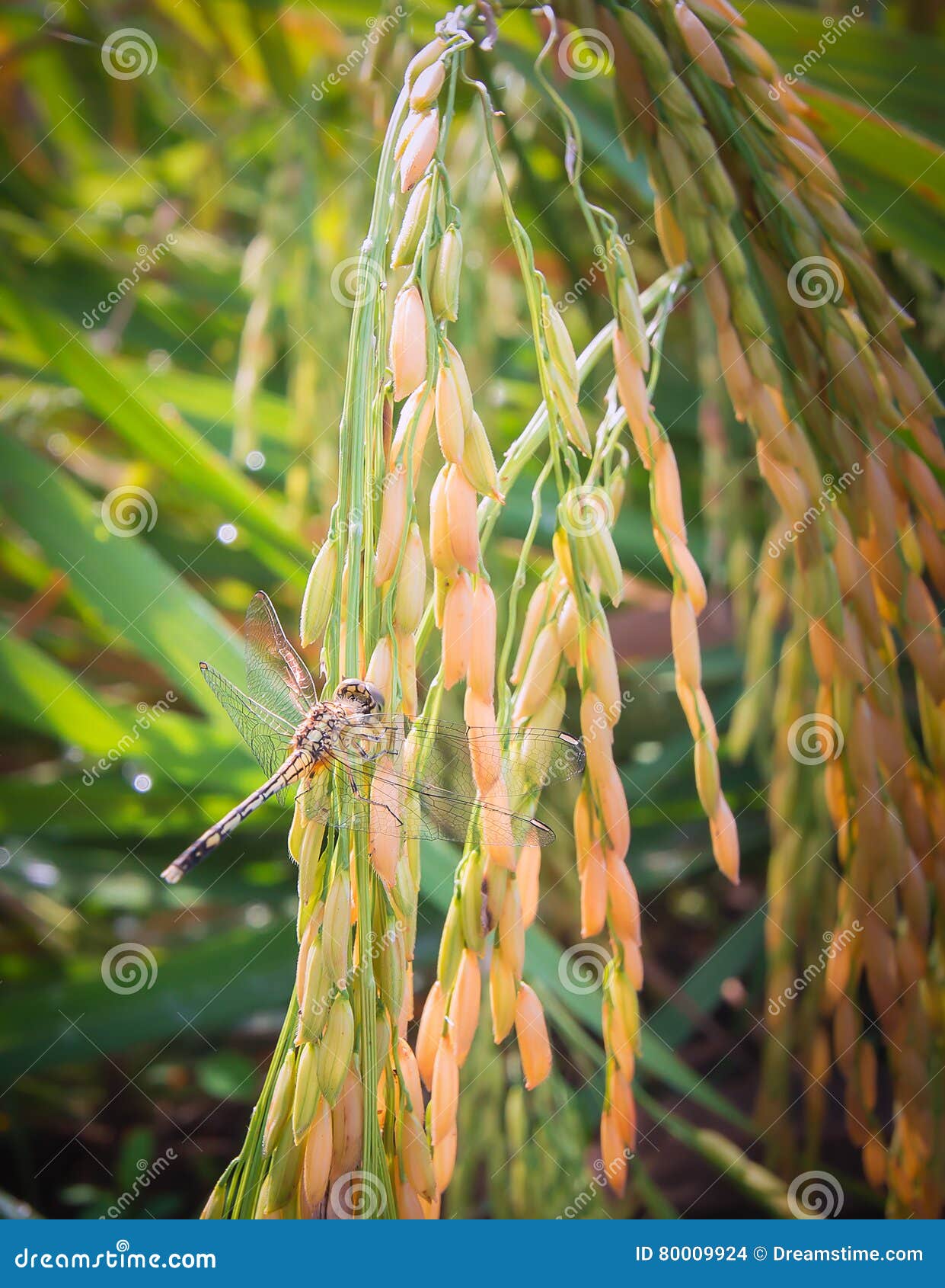 Rice with dragonflies stock photo. Image of evening, morning - 80009924