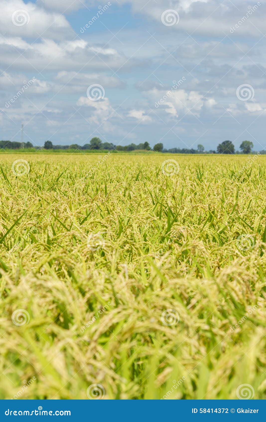 Rice Dream stock photo. Image of autumn, agriculture - 58414372