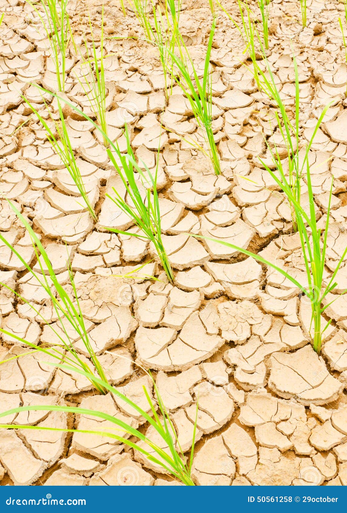 Rice on drought field stock photo. Image of africa, rice - 50561258