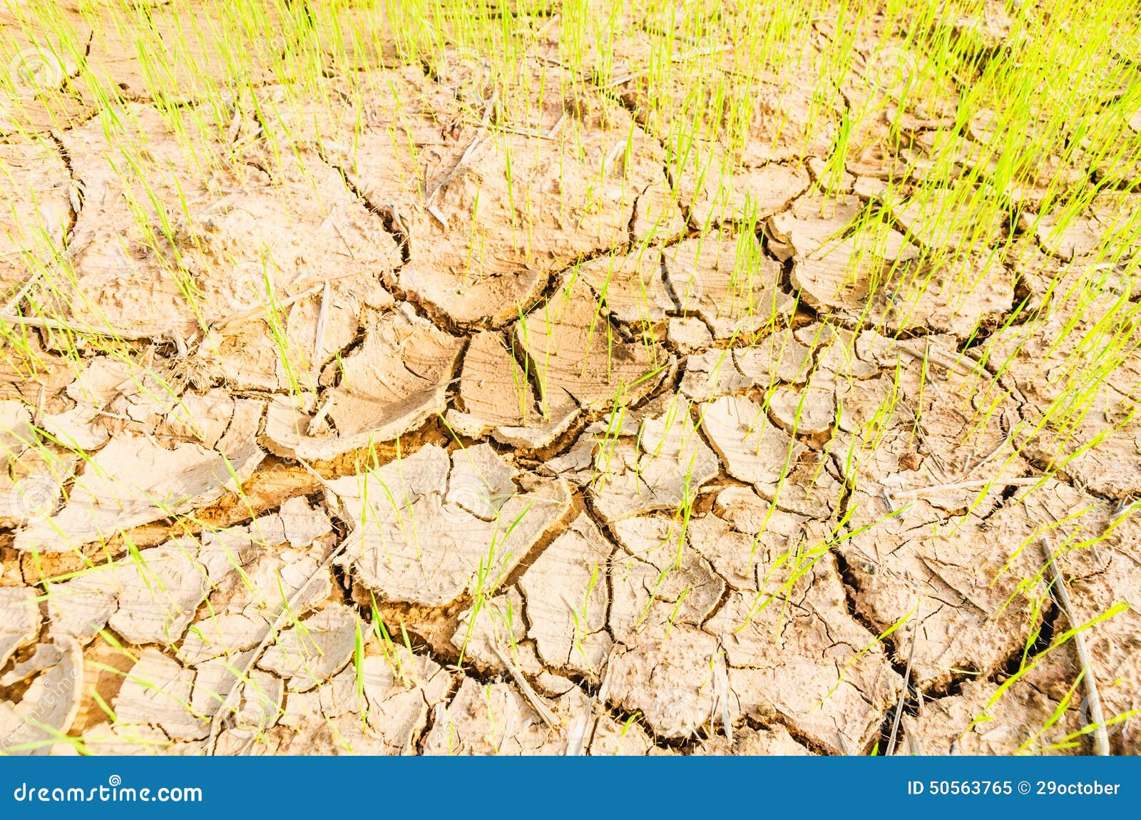 Rice on drought field stock image. Image of climate, barren - 50563765