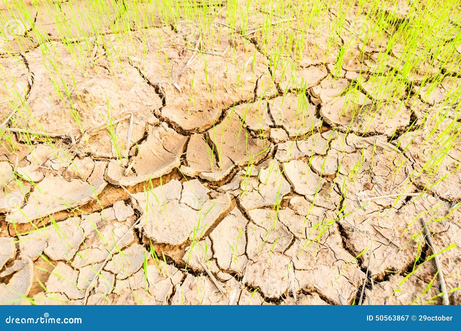 Rice on drought field stock image. Image of farm, soil - 50563867