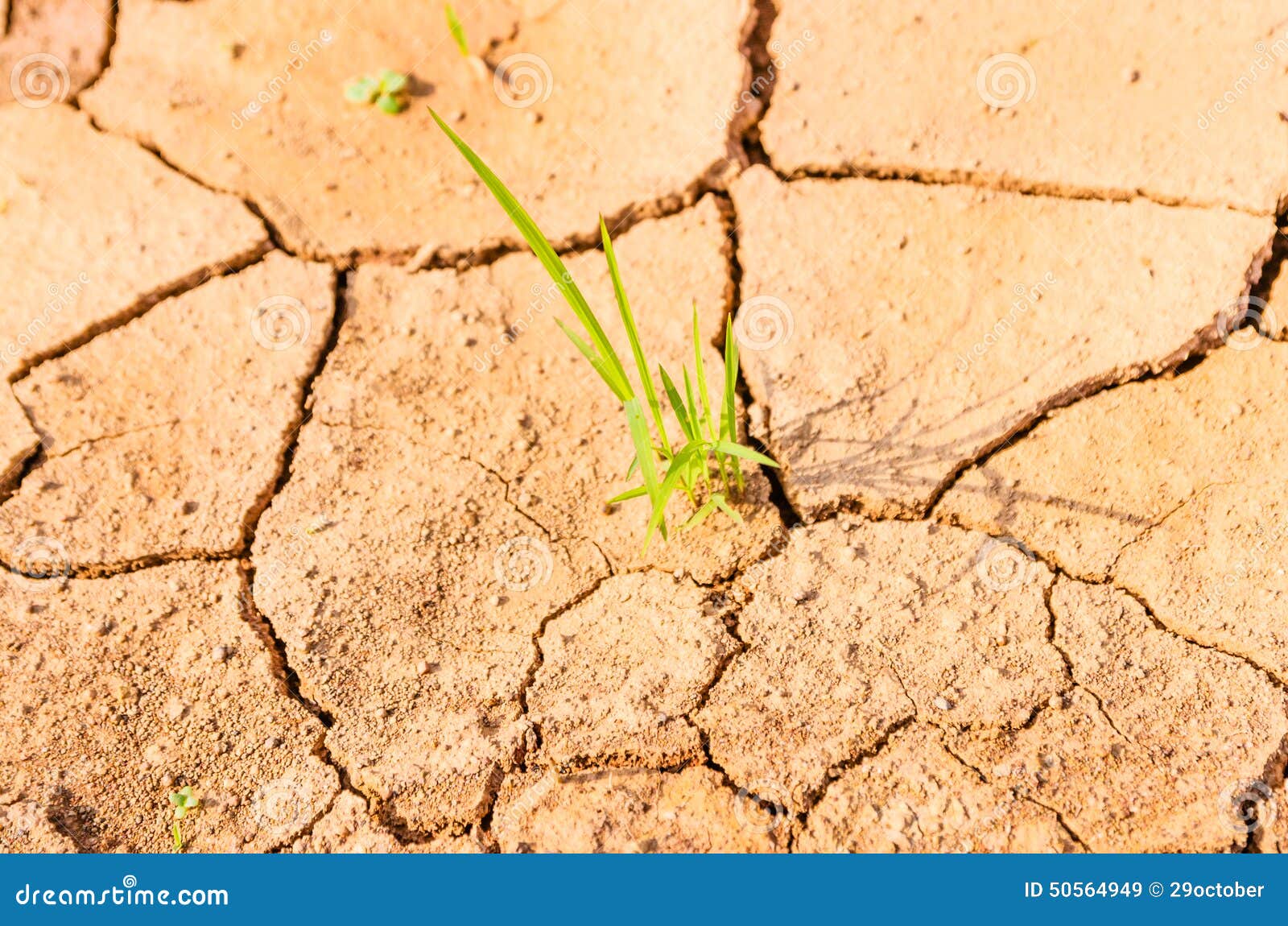 Rice on drought field stock image. Image of growing, natural - 50564949