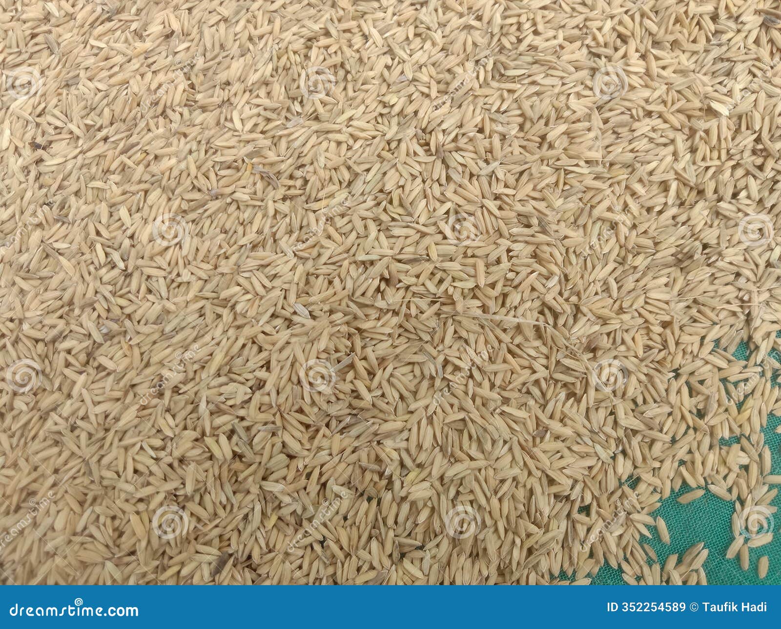 Rice drying in the field stock image. Image of farmland - 352254589