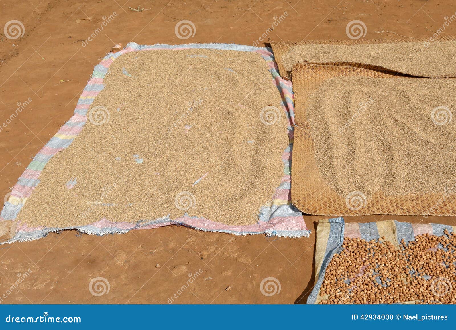 Rice drying stock photo. Image of courtyard, food, rice - 42934000