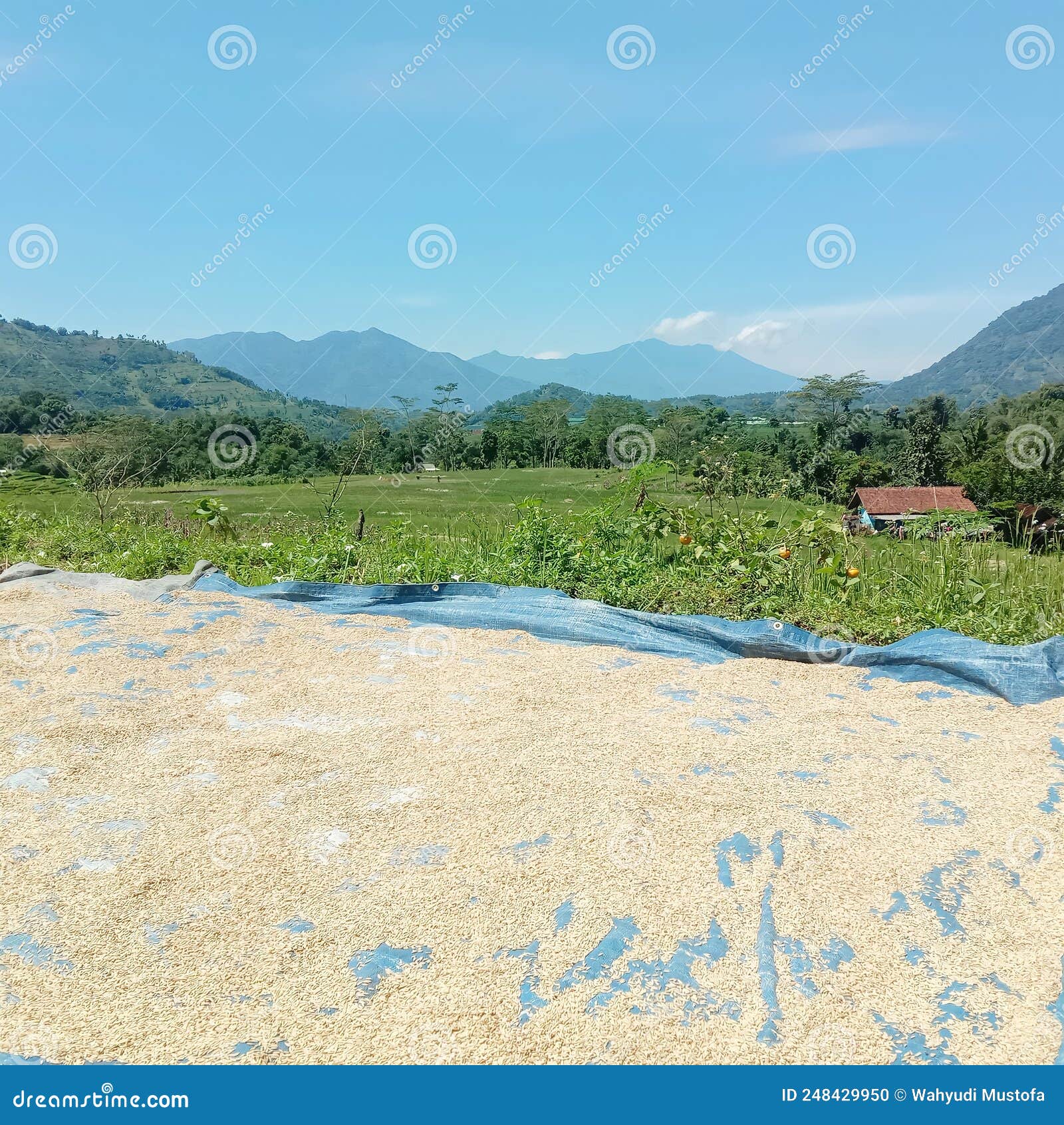 Rice drying process stock photo. Image of walkway, sand - 248429950