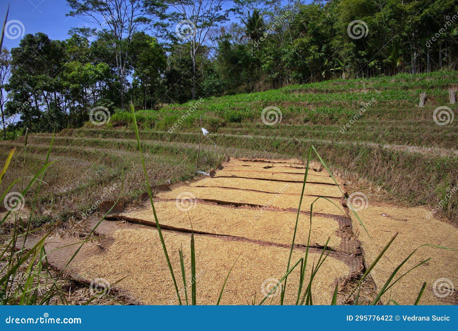 Rice drying on the terrace stock photo. Image of outdoor - 295776422