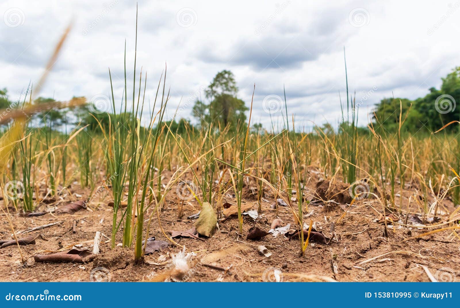 Rice is dying. stock image. Image of dying, outdoor - 153810995