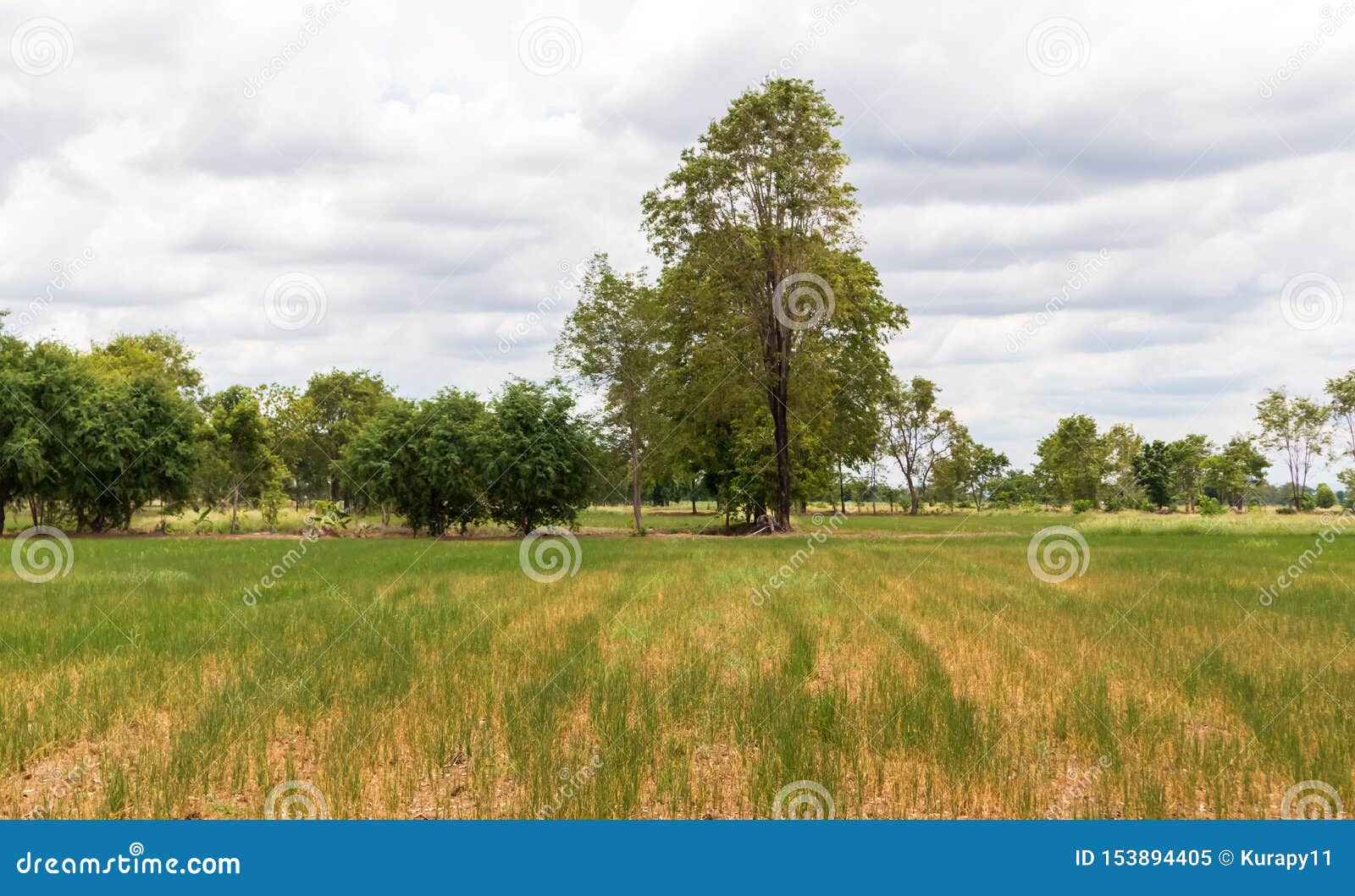 Rice is dying. stock image. Image of nature, plant, land - 153894405