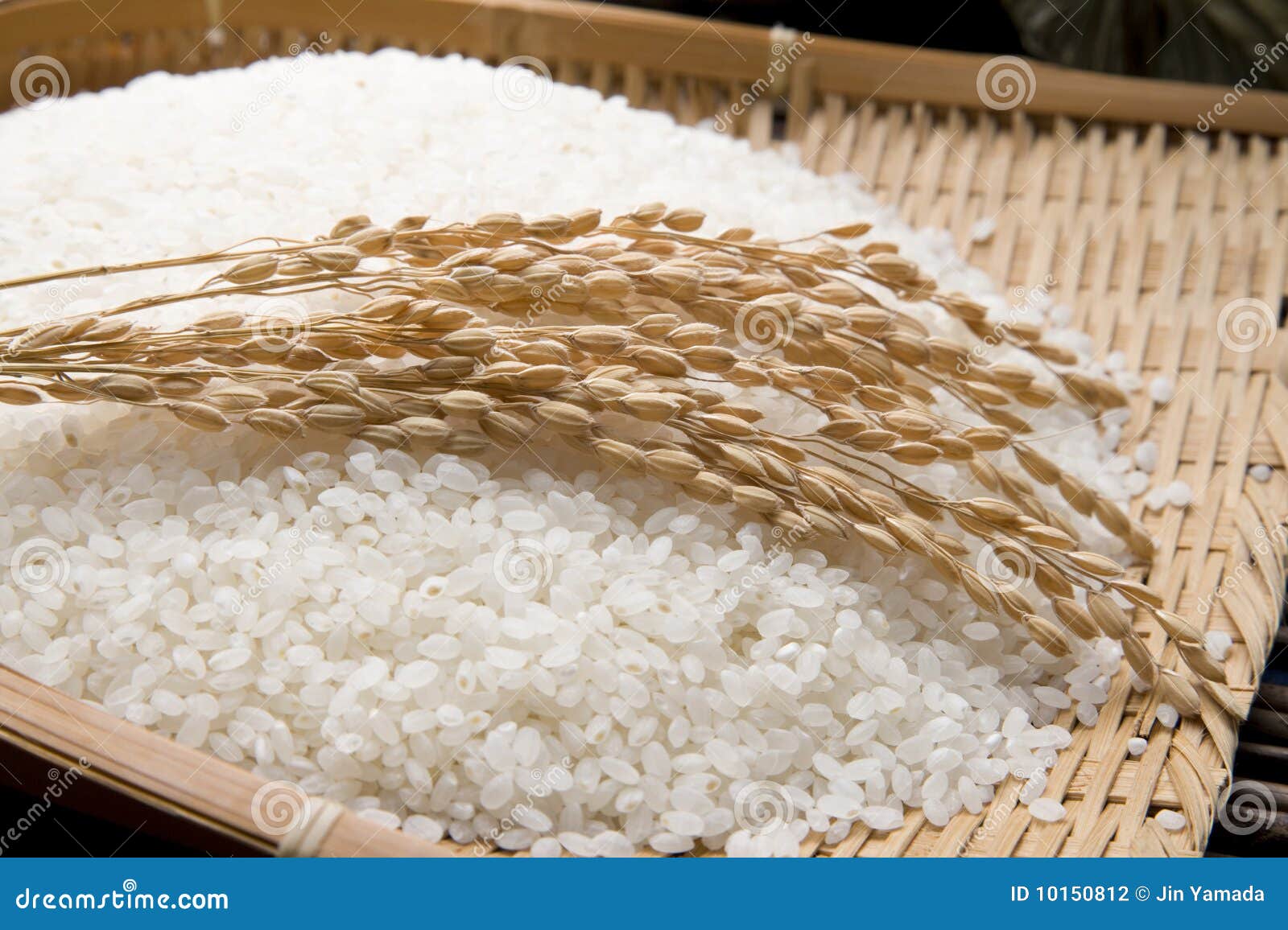 Rice ear stock photo. Image of style, plant, accessory - 10150812