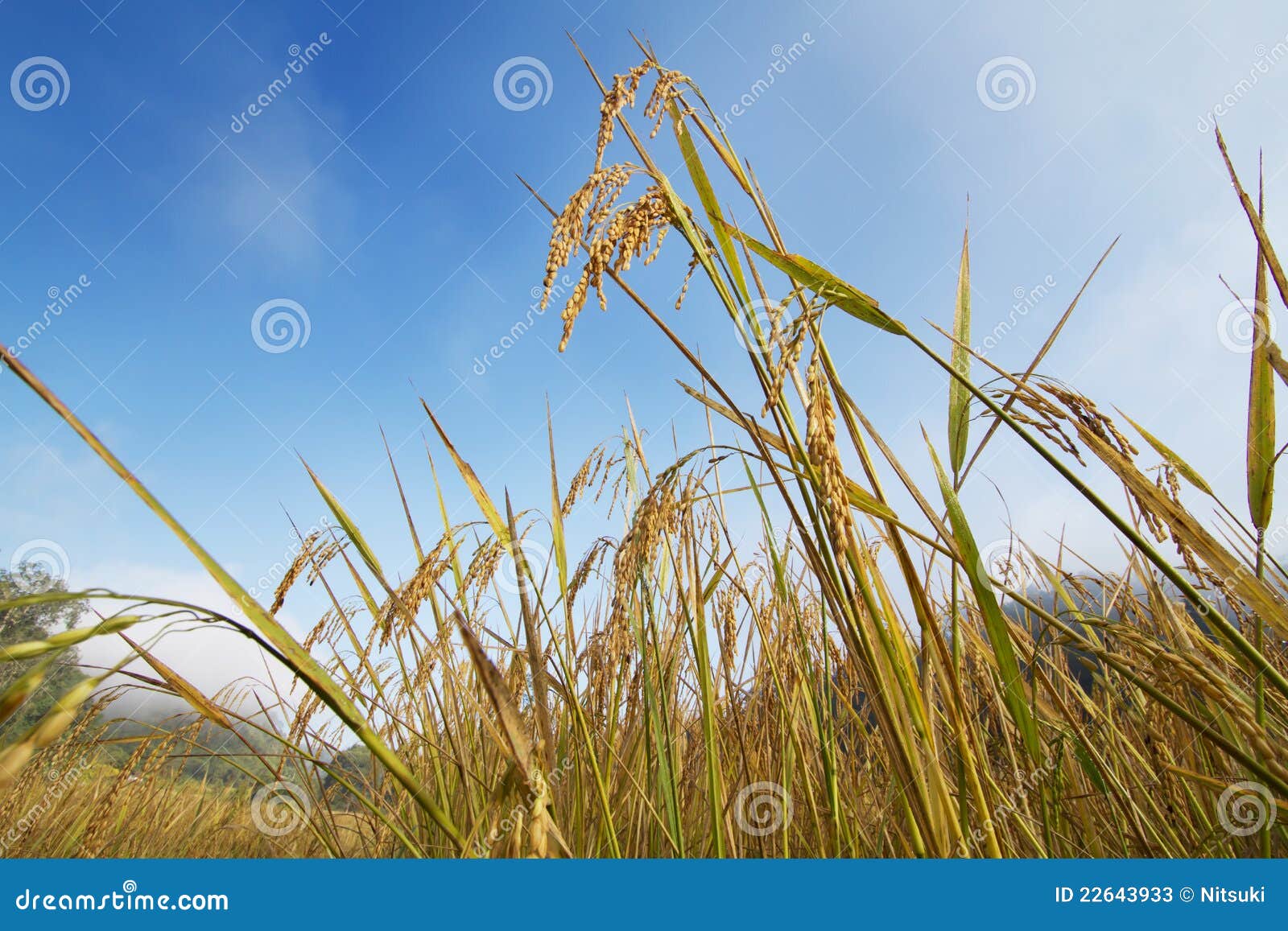 Rice ear stock image. Image of field, thai, rice, cloud - 22643933