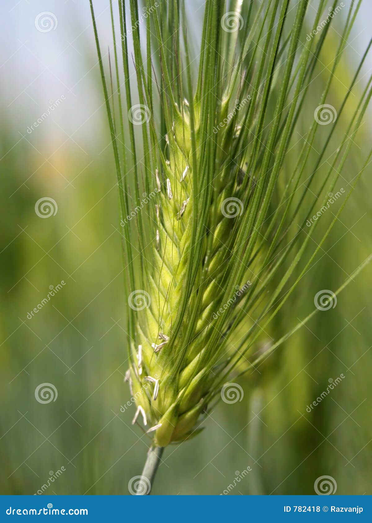 Rice ear stock photo. Image of detail, cereal, botany, farmland - 782418