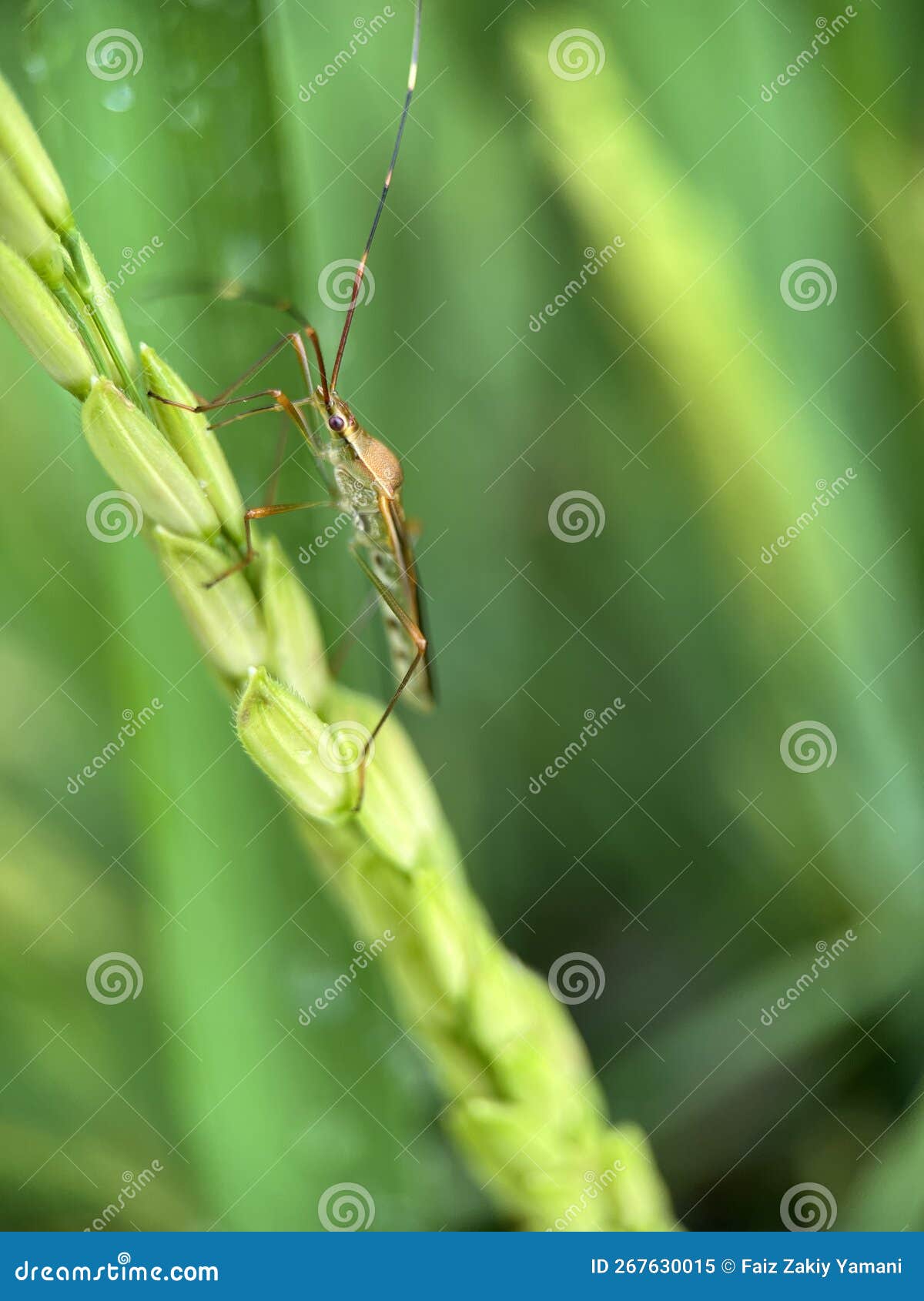 Rice Ear Bug on Green Paddy with Blur Background Stock Image - Image of ...