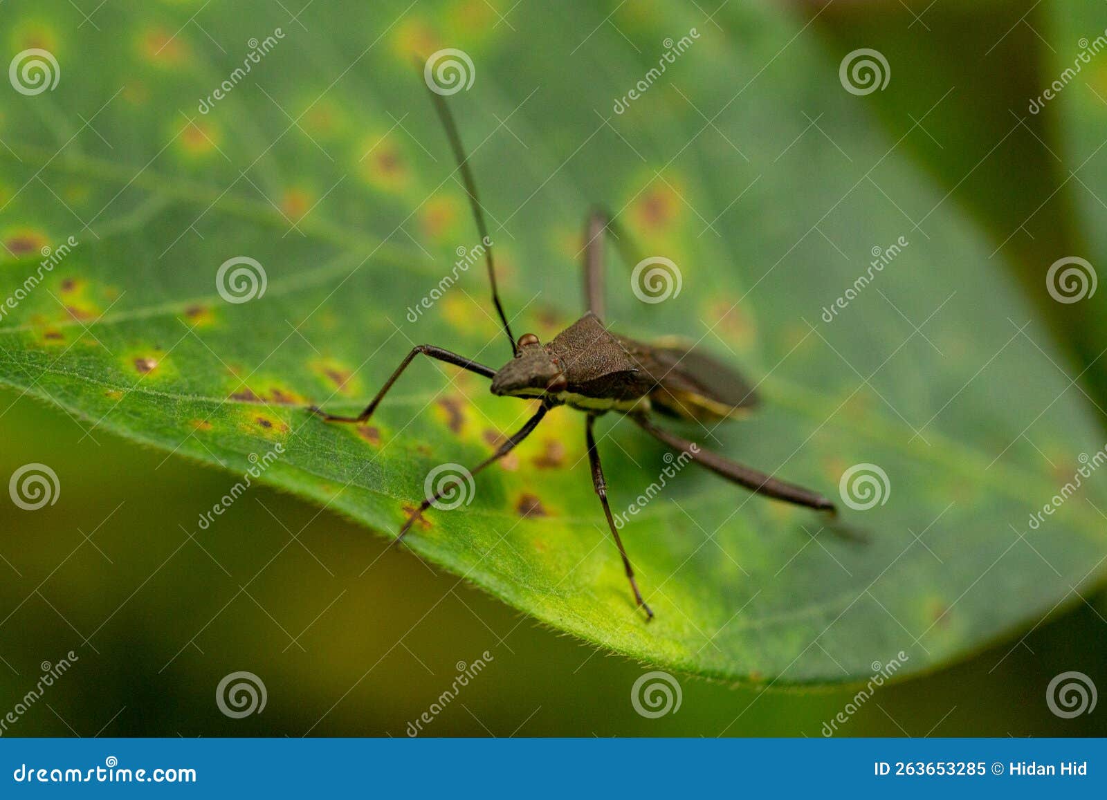 The rice ear bug on a leaf stock image. Image of arthropod - 263653285