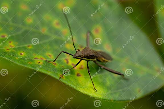 The rice ear bug on a leaf stock image. Image of arthropod - 263653285
