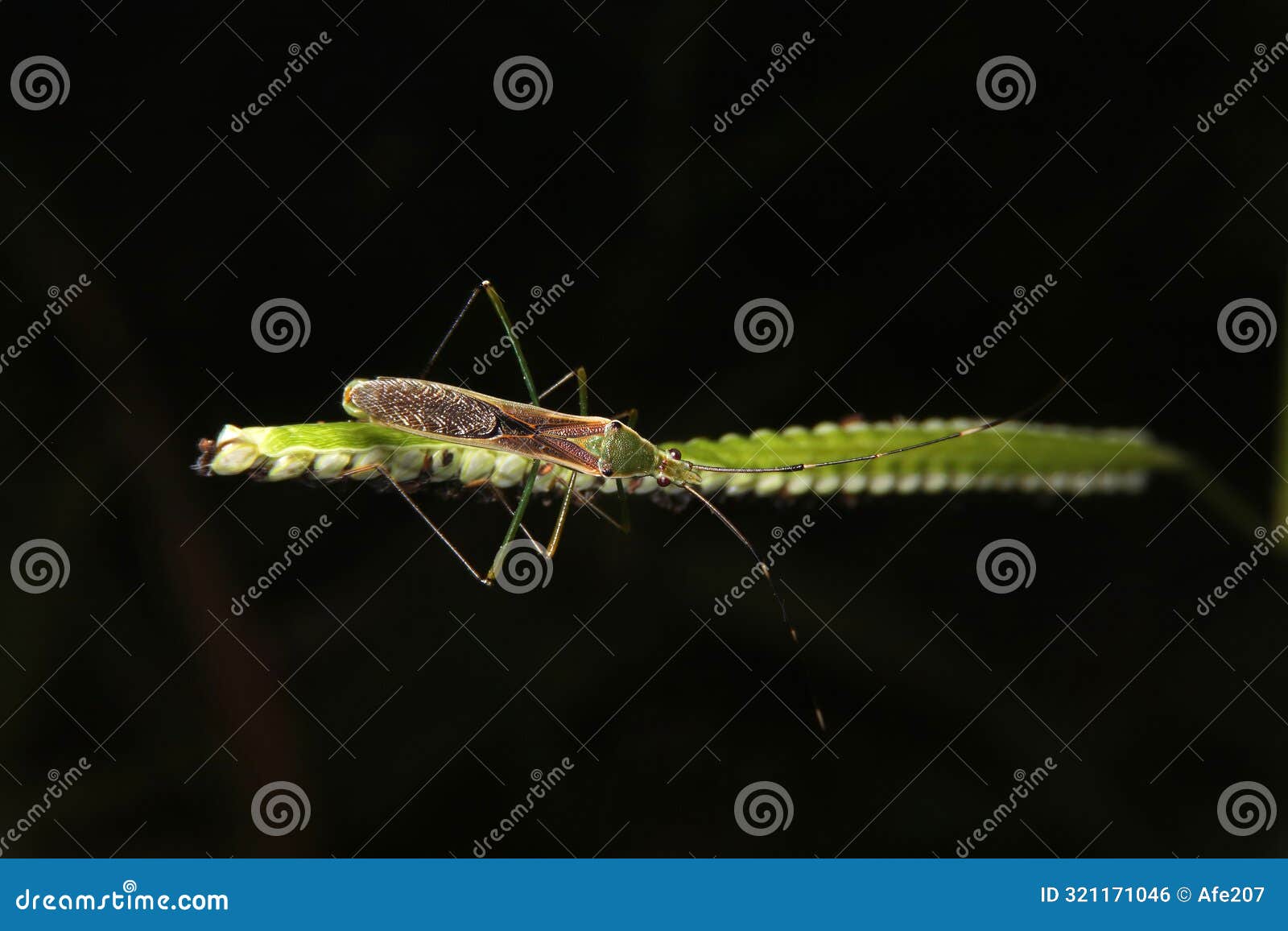 Rice Ear Bug, Leptocorisa Oratorius Stock Photo - Image of farming ...