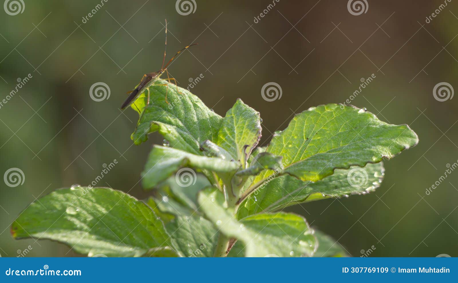 Rice Ear Bugs, Small Insects, Commonly Infest Rice Fields Stock Image ...