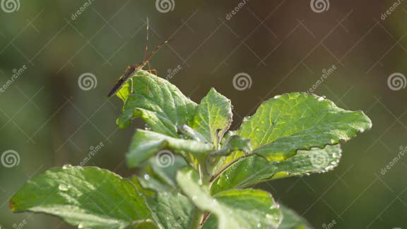 Rice Ear Bugs, Small Insects, Commonly Infest Rice Fields Stock Image ...