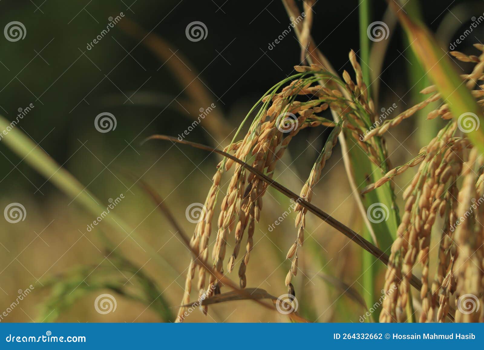 Rice Ear Closeup in Rice Field Stock Photo - Image of east, asian ...