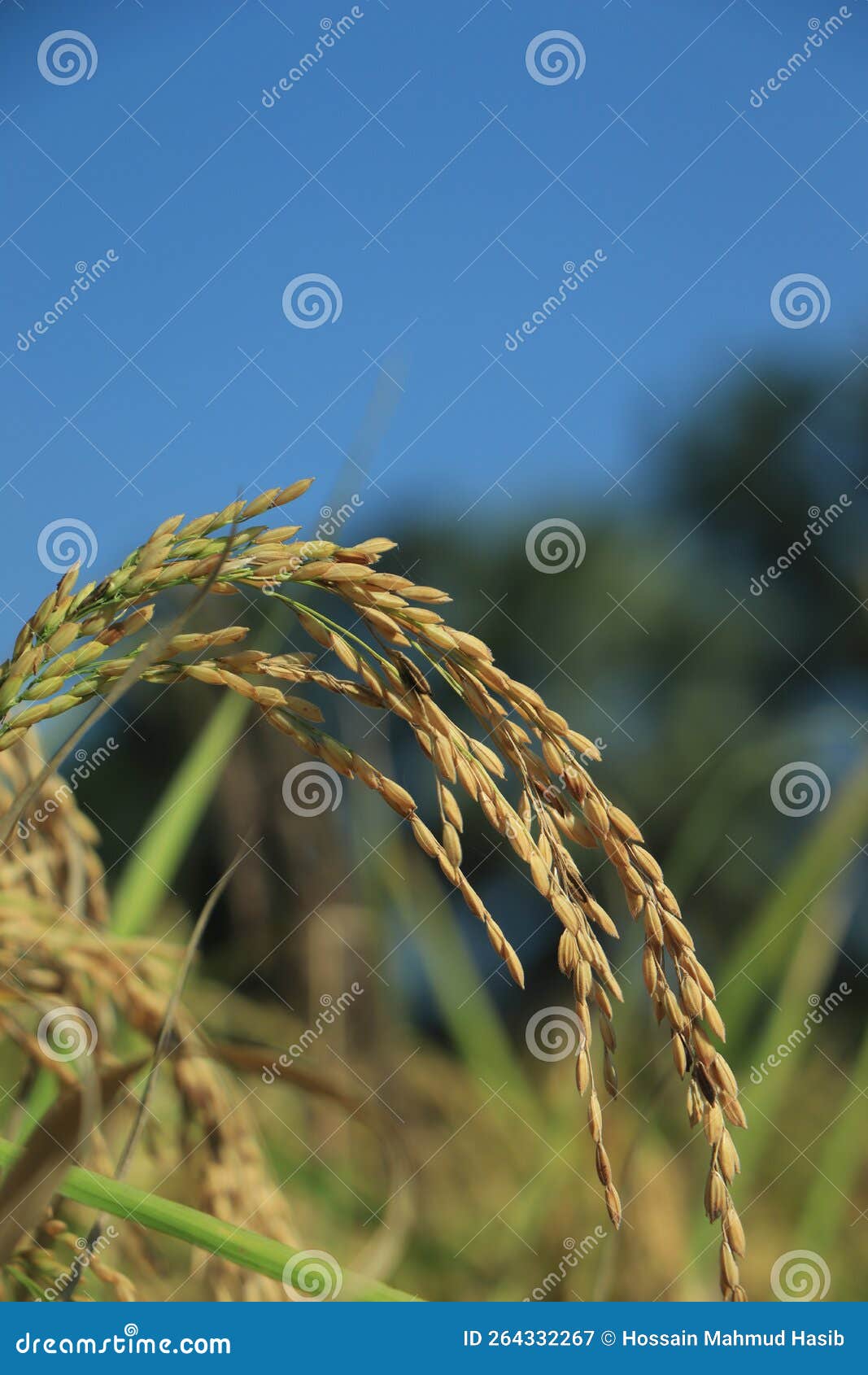 Rice Ear Closeup Under Blue Sky Stock Image - Image of east, field ...