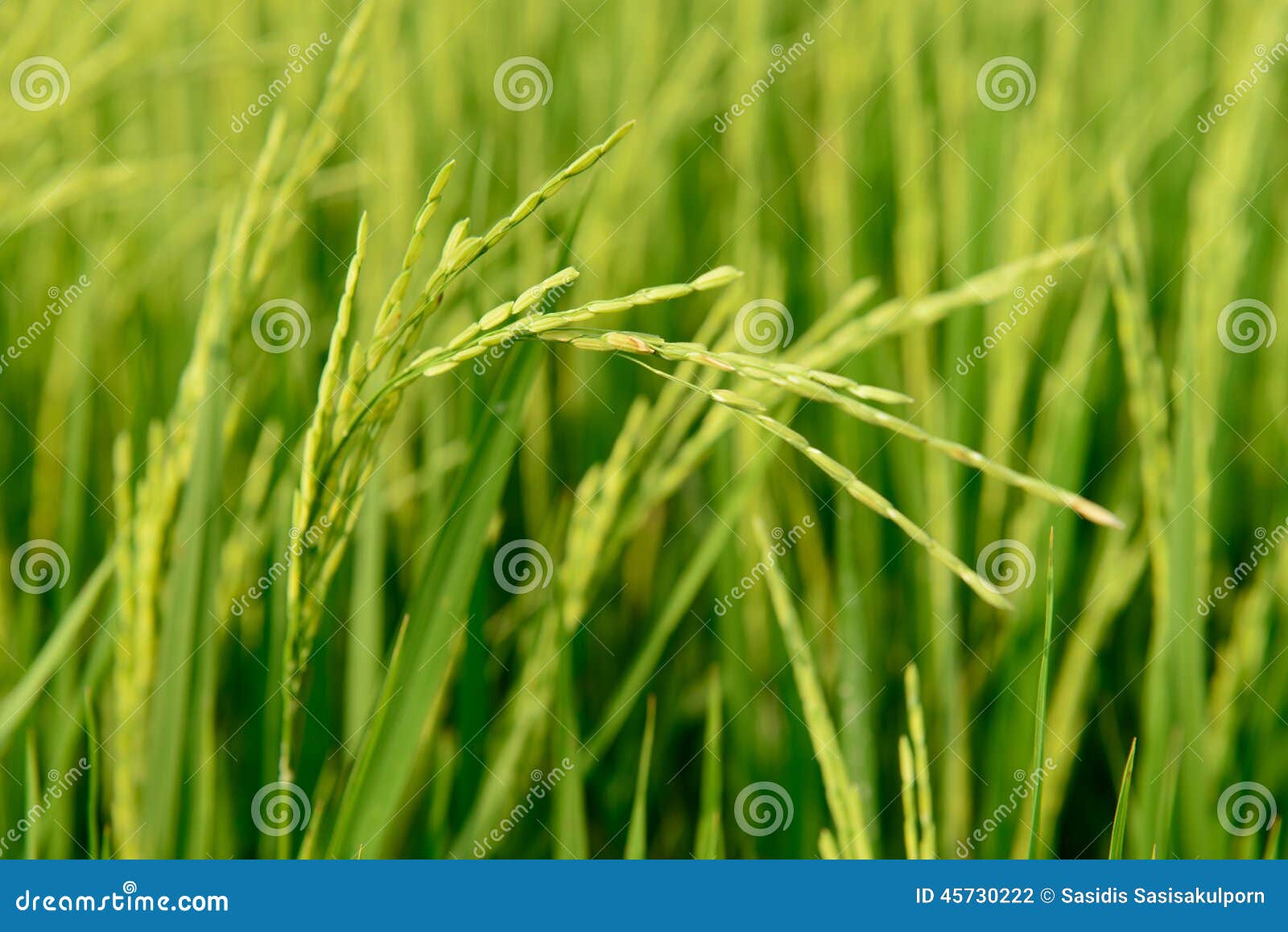Rice ear stock photo. Image of grain, cereal, lush, rice - 45730222