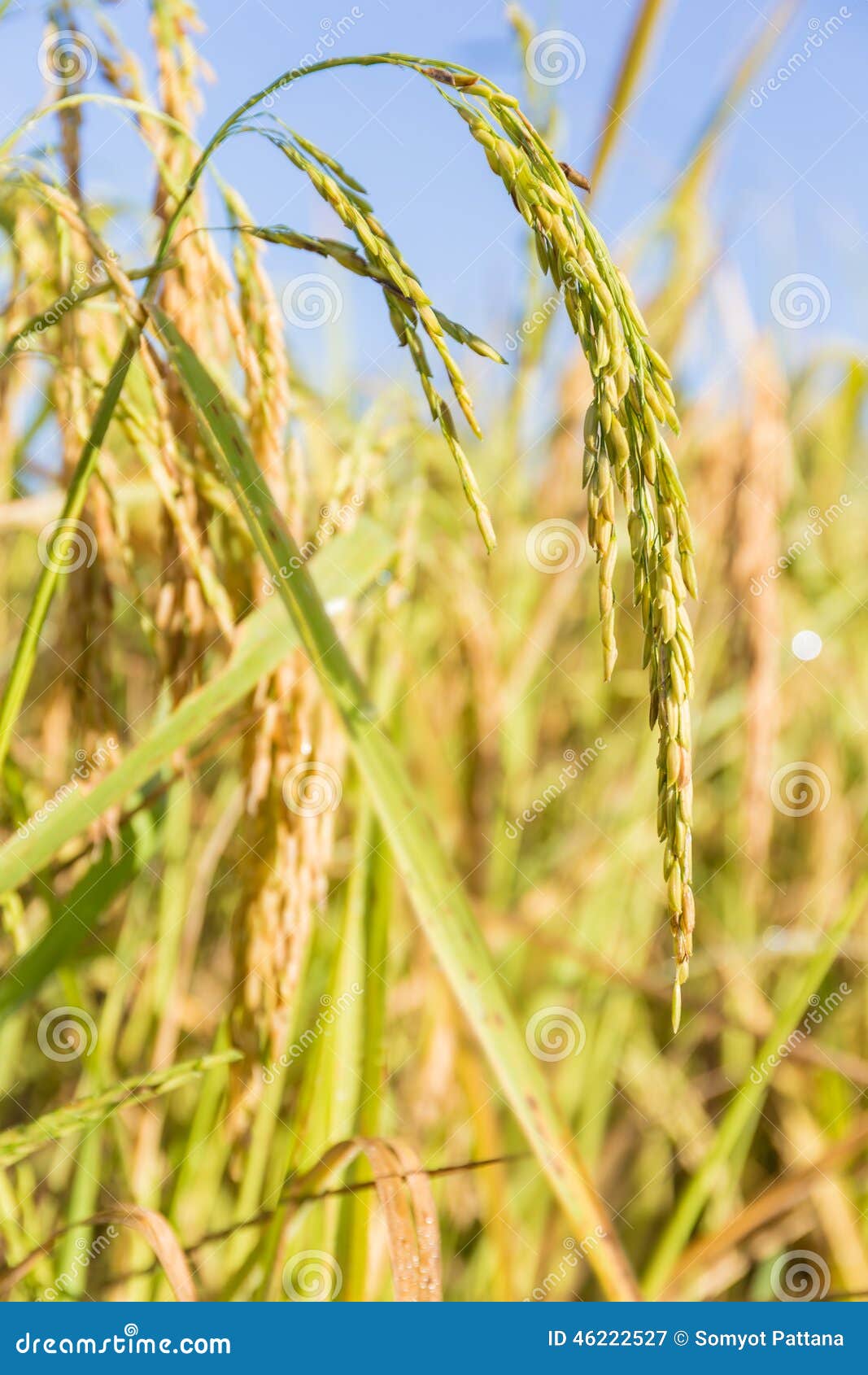 Rice ear stock image. Image of countryside, economy, cultivation - 46222527