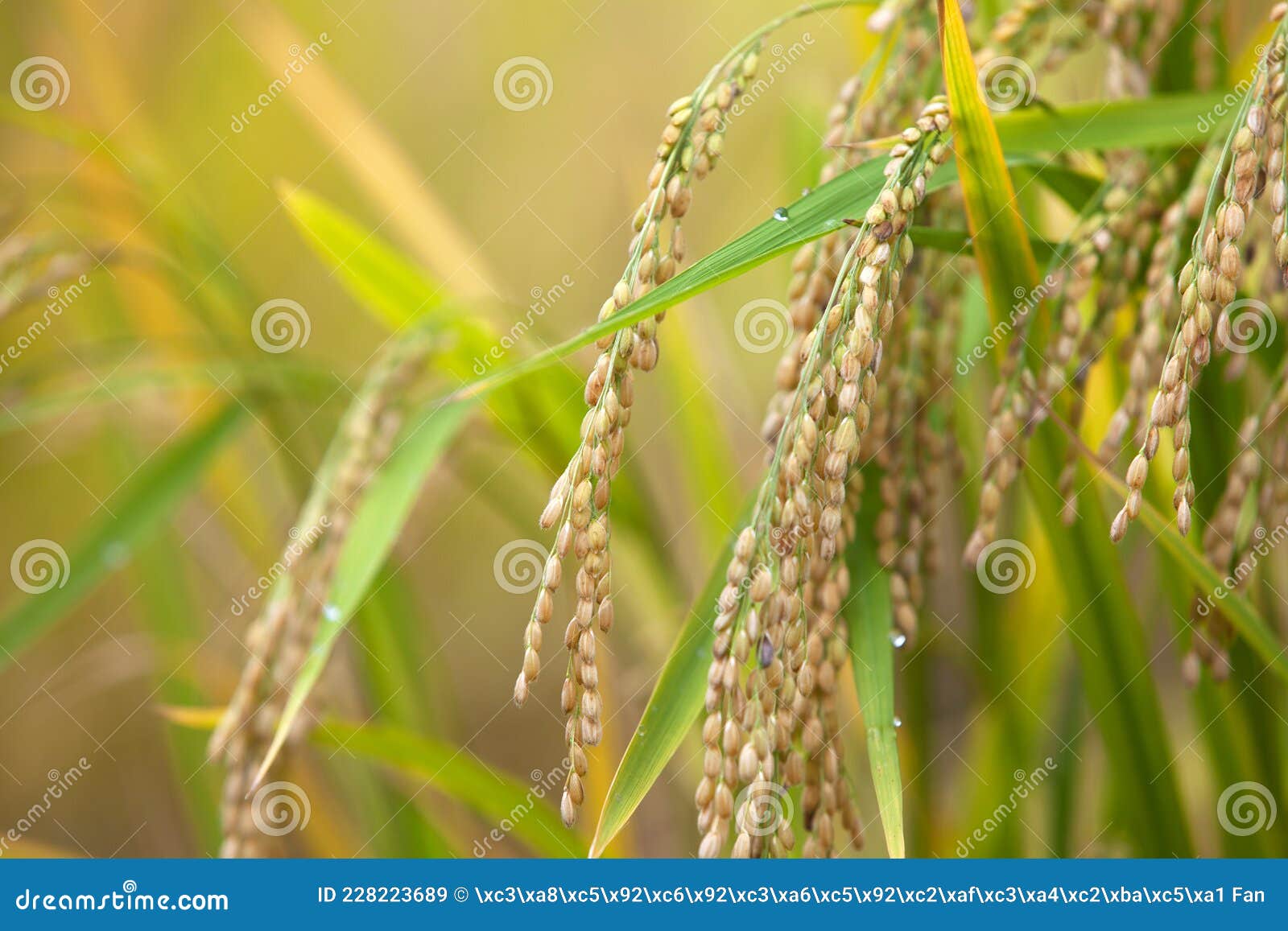 Rice Ears with Bent Branches in the Rice Field Stock Image - Image of ...
