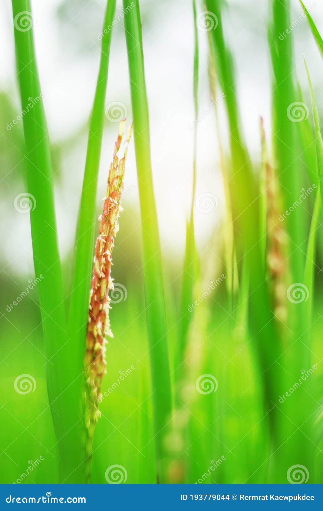 Rice ears with sunlight stock photo. Image of fields - 193779044