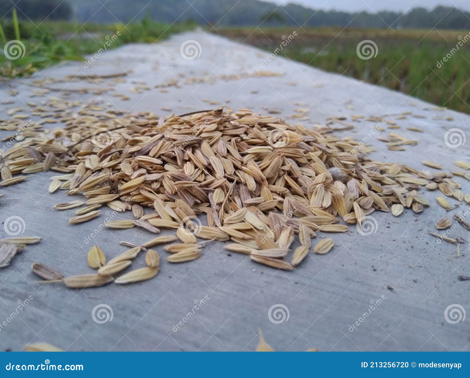 Rice on the Edge of the Rice Field Stock Photo - Image of plant ...
