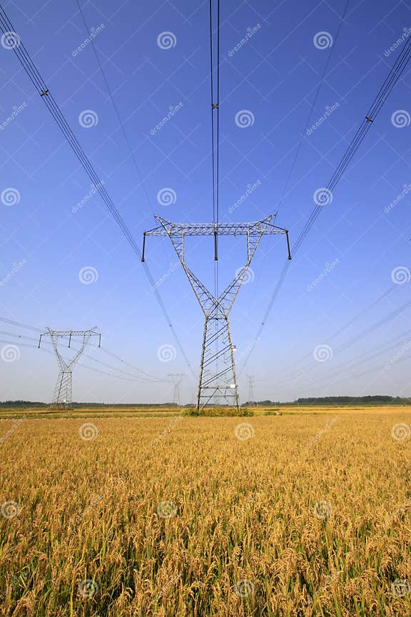 Rice and electric tower stock image. Image of plants - 216412719