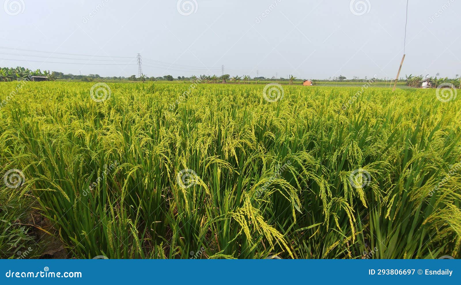 Rice Entering the Generative Phase Stock Image - Image of farm ...