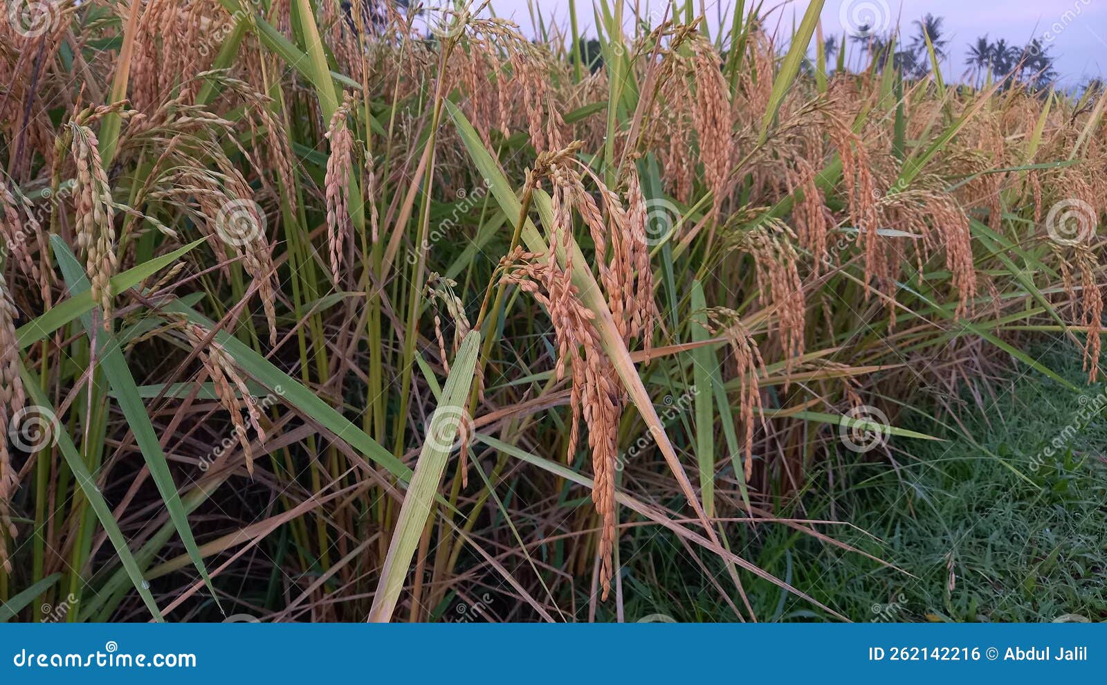 Rice expanse stock photo. Image of ricefield, expanse - 262142216