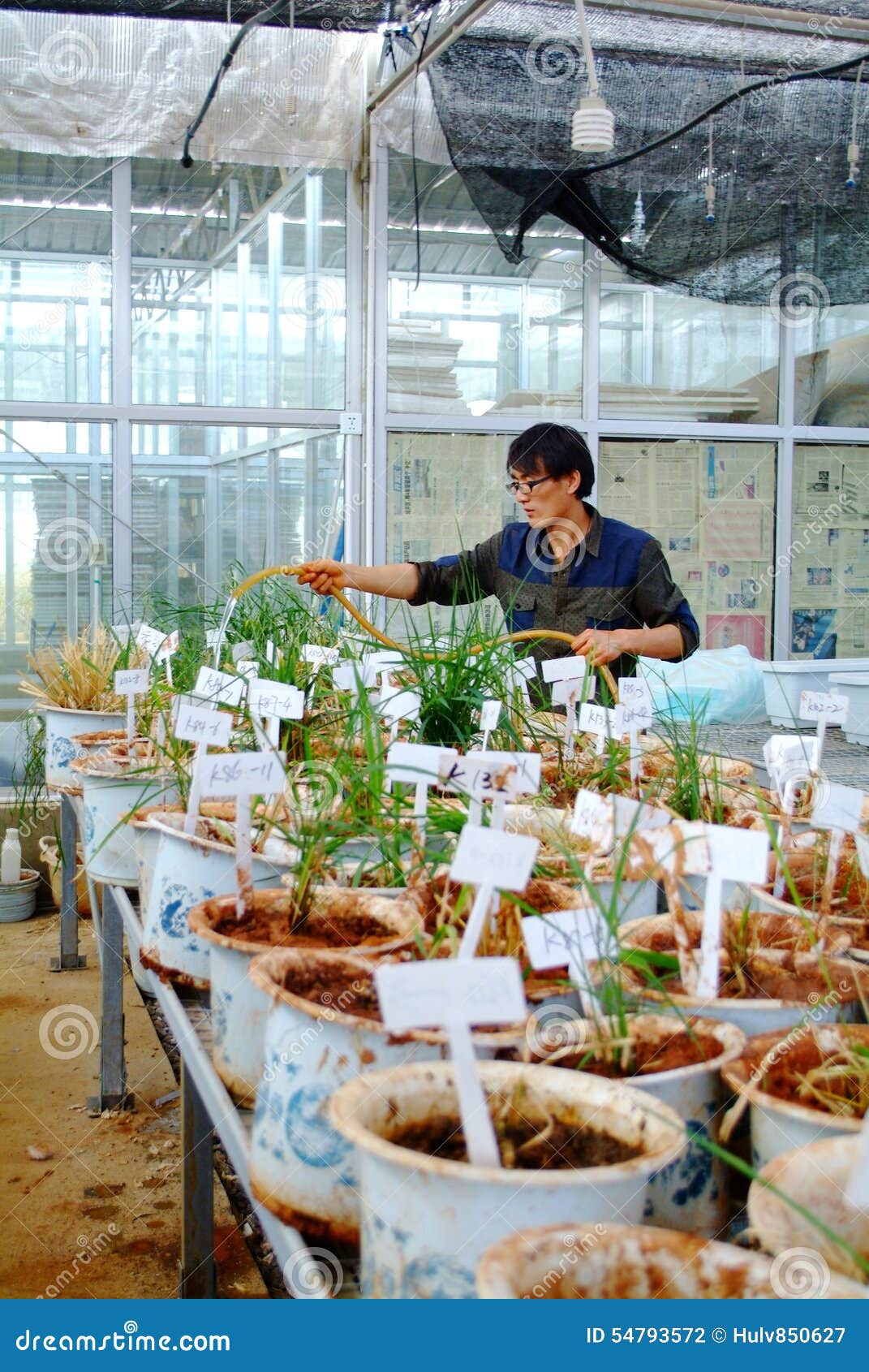 Rice Experiment in Chinese Lab Editorial Photography - Image of counter ...