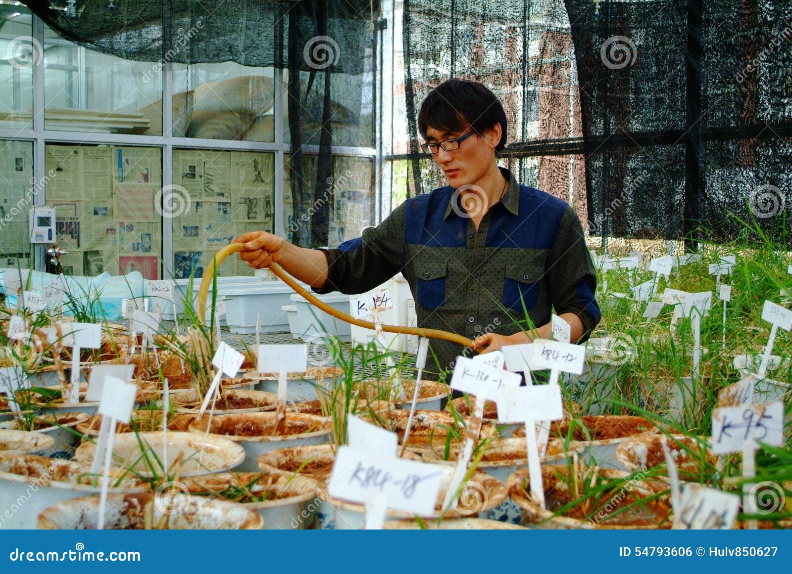 Rice experiment in chinese editorial photo. Image of counter - 54793606
