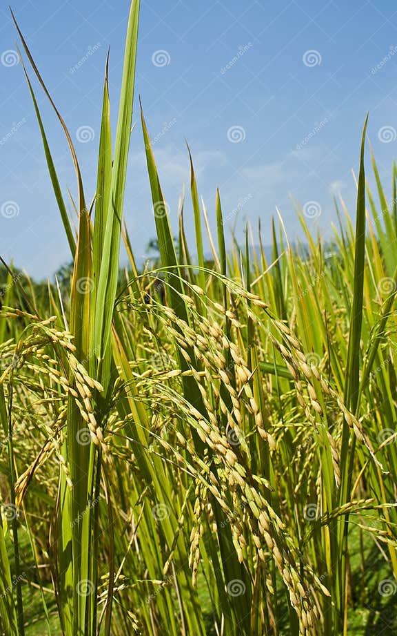 Rice and eye rice stock photo. Image of farmland, asia - 23453304