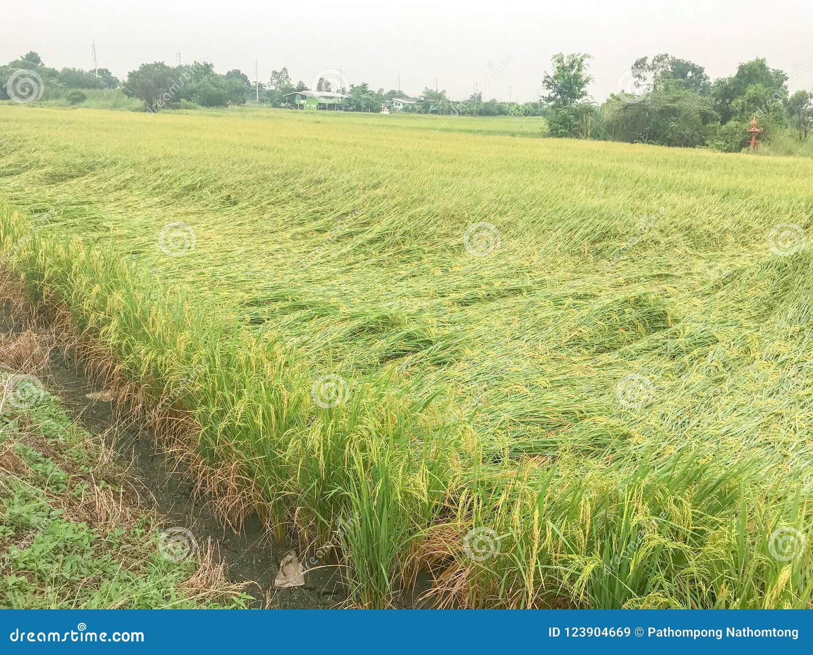 Rice fall down in field stock image. Image of countryside - 123904669