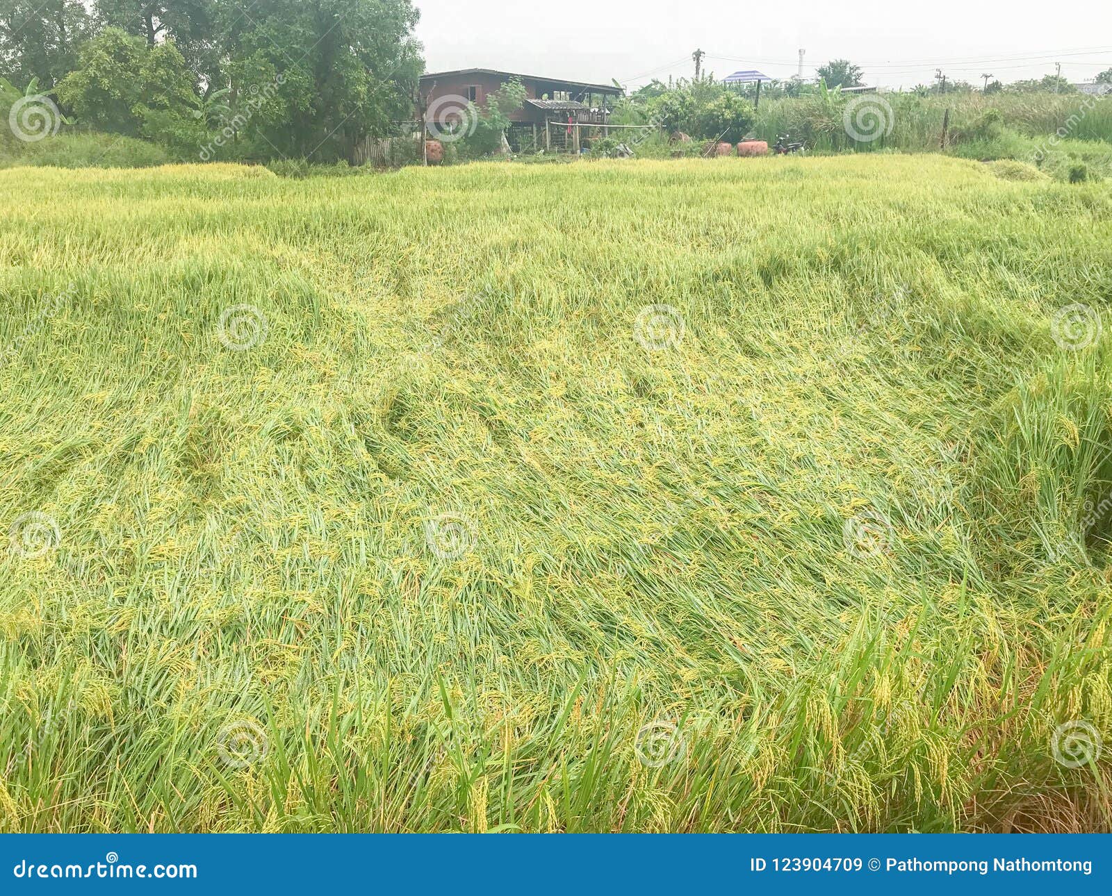 Rice fall down in field stock image. Image of background - 123904709