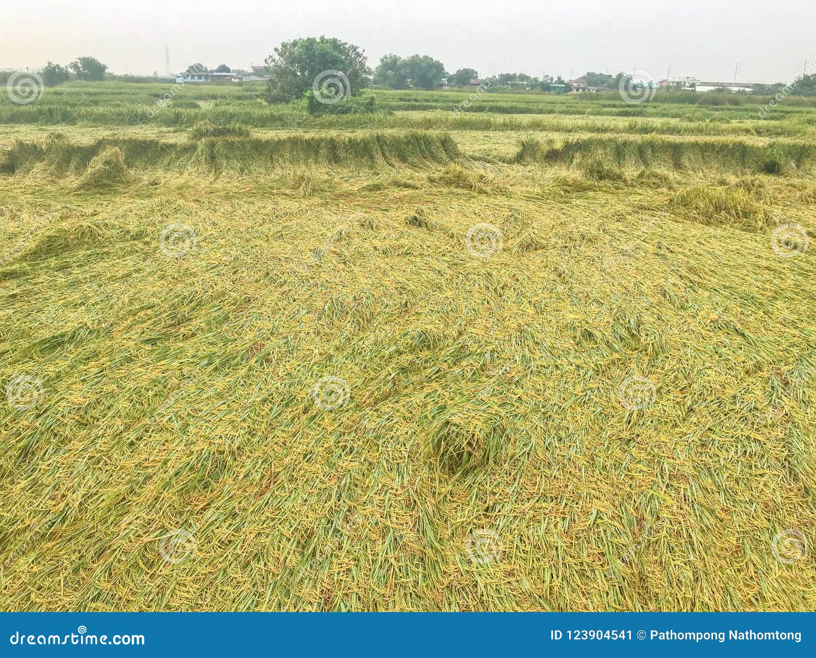 Rice fall down in field stock image. Image of growth - 123904541