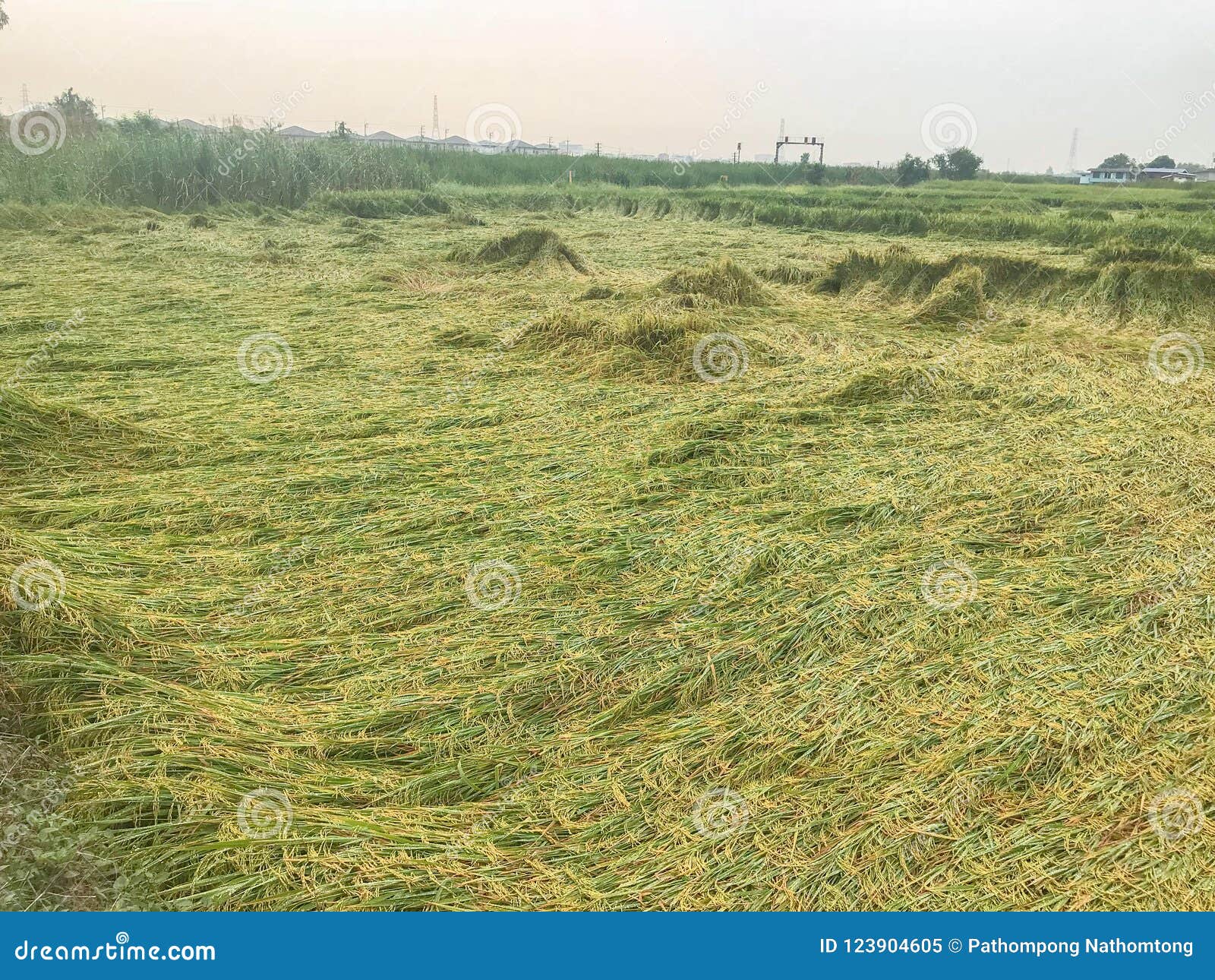 Rice fall down in field stock image. Image of green - 123904605