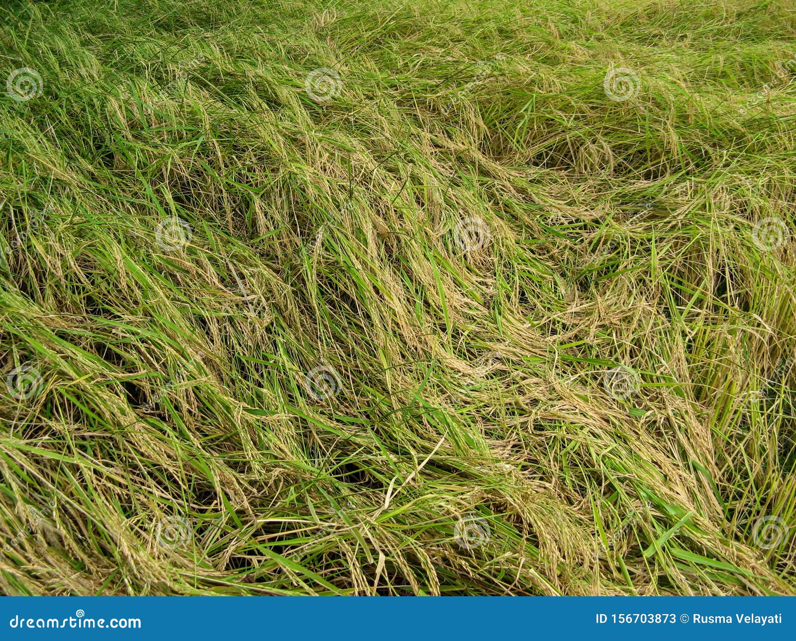 Rice Fallen after Rain Storm.Rice Fall Down in Field at Summer Stock ...