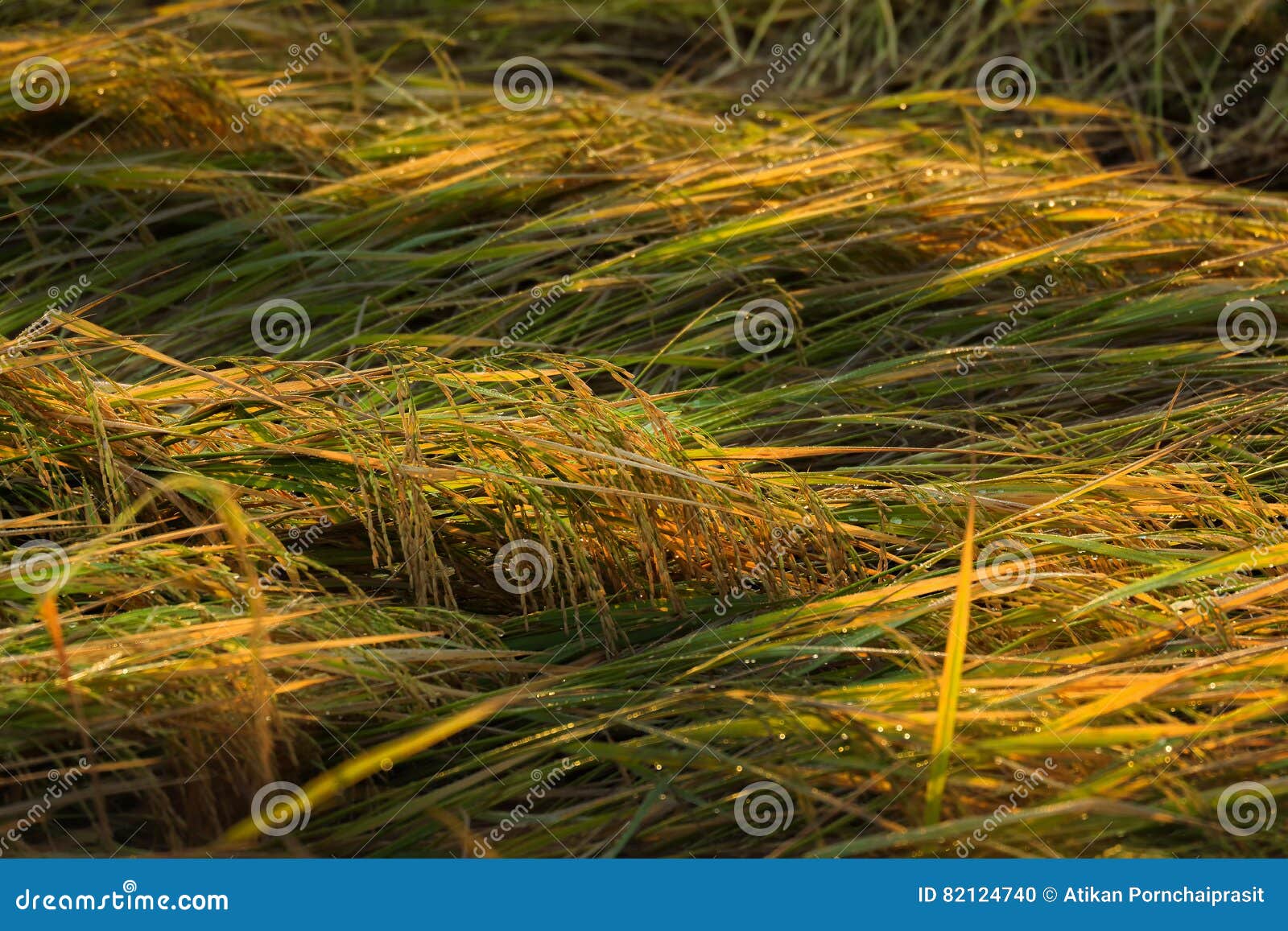Rice falling down the wind stock photo. Image of falling - 82124740