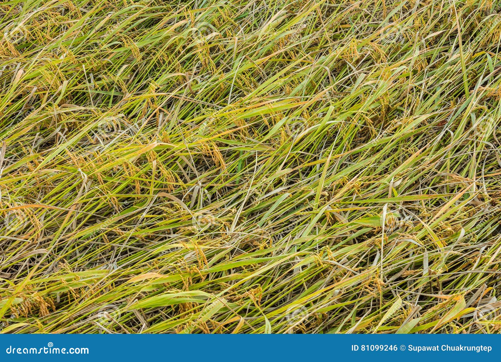 Rice falling stock photo. Image of bright, harvest, fall - 81099246