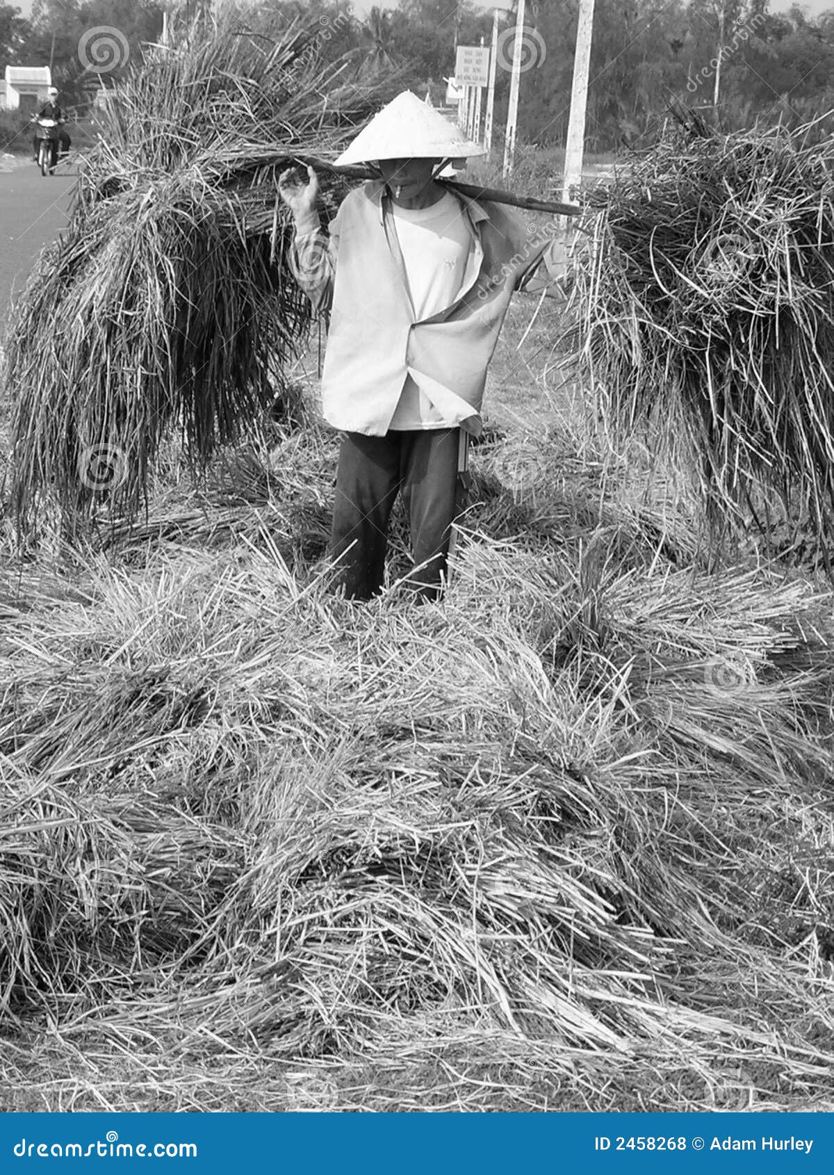 Rice Famer stock photo. Image of harvest, travel, rice - 2458268