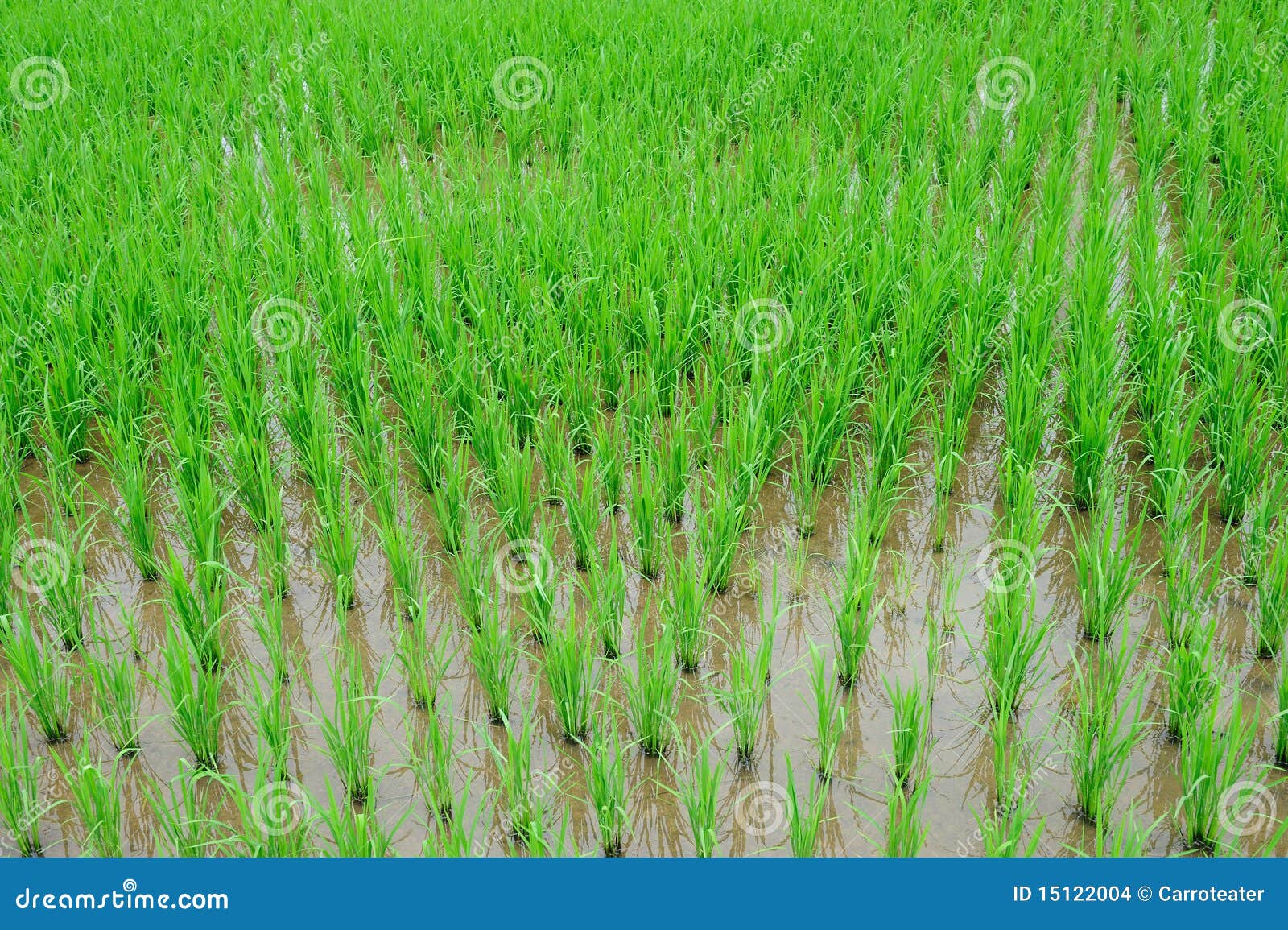 Rice farm stock photo. Image of food, china, growth, cereal - 15122004