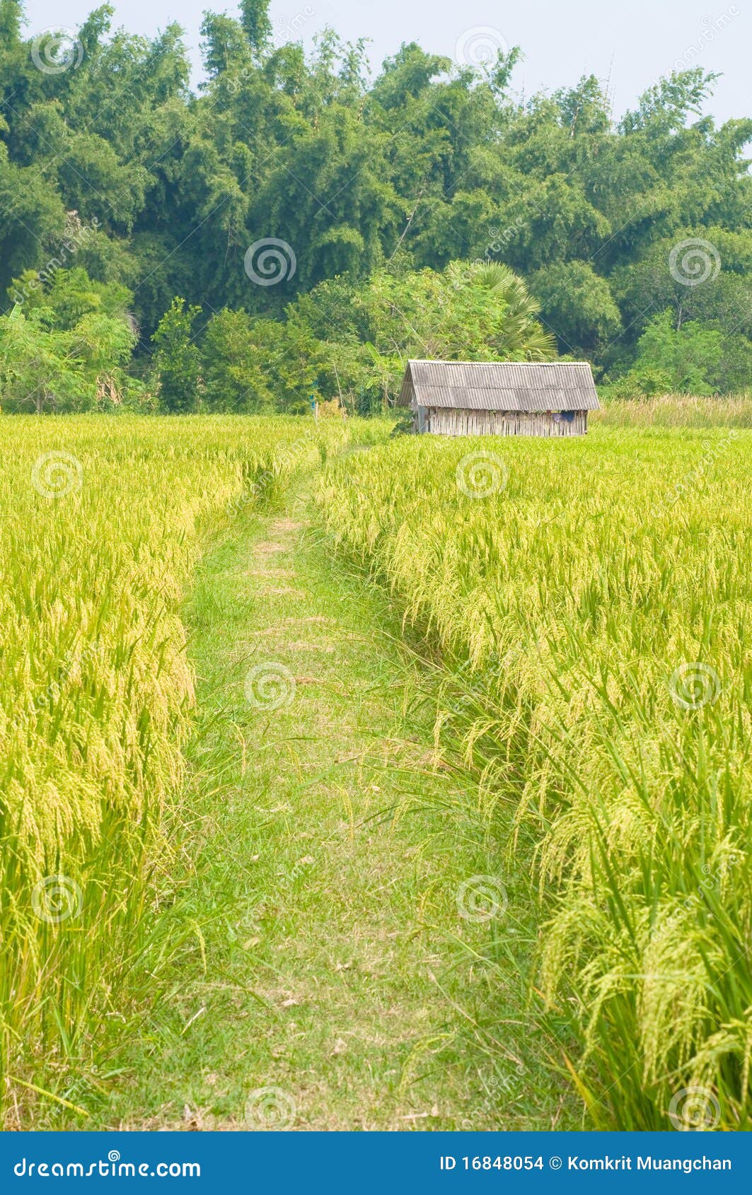 Rice farm stock photo. Image of scenics, fruit, asia - 16848054