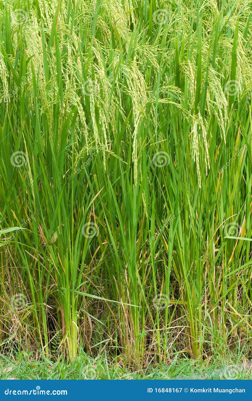 Rice farm stock image. Image of seed, rural, green, season - 16848167