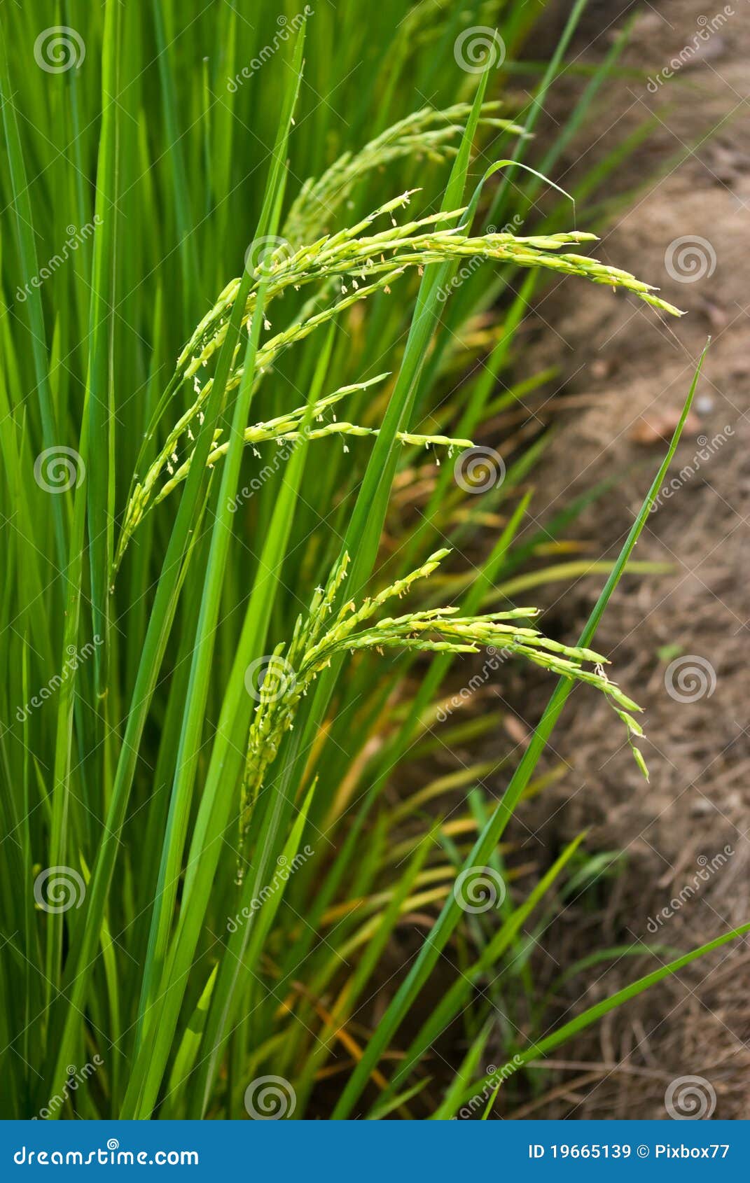 Rice in the farm stock image. Image of countryside, plants - 19665139