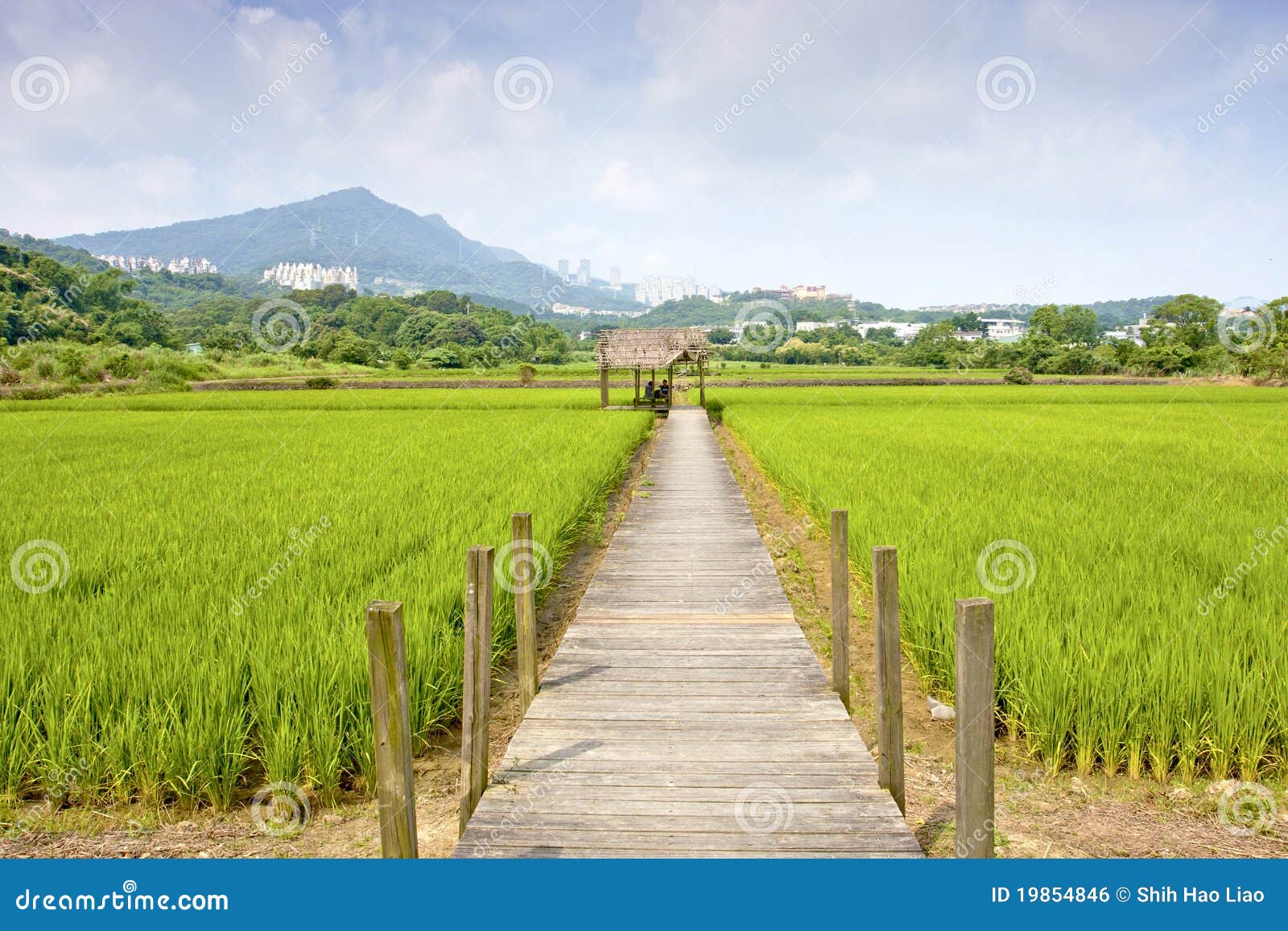 Rice farm stock photo. Image of fruit, landscape, meadow - 19854846