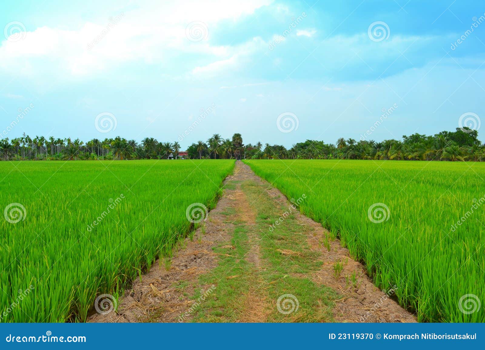 Rice Farm Background Stock Photography | CartoonDealer.com #86710106