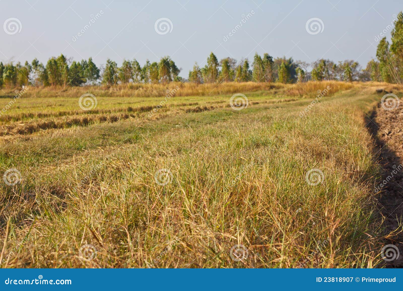 Rice farm stock image. Image of environment, cultivation - 23818907