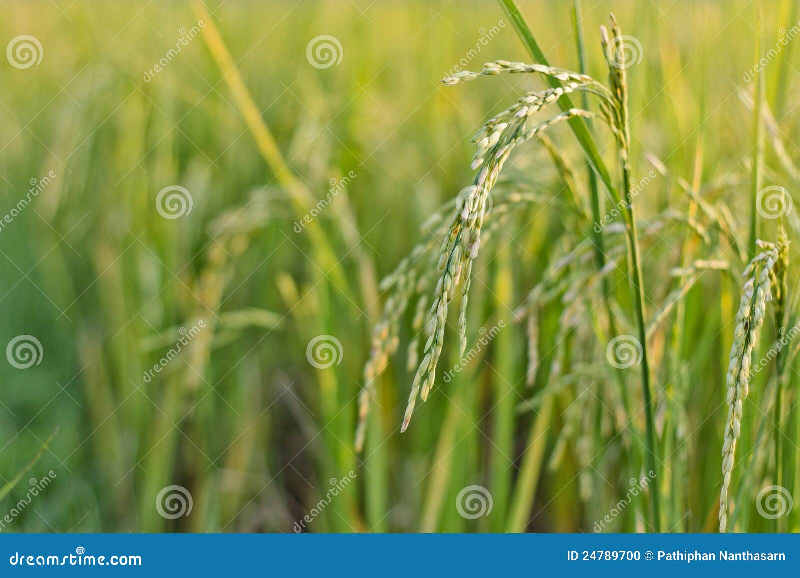Rice farm stock photo. Image of color, growth, farmland - 24789700